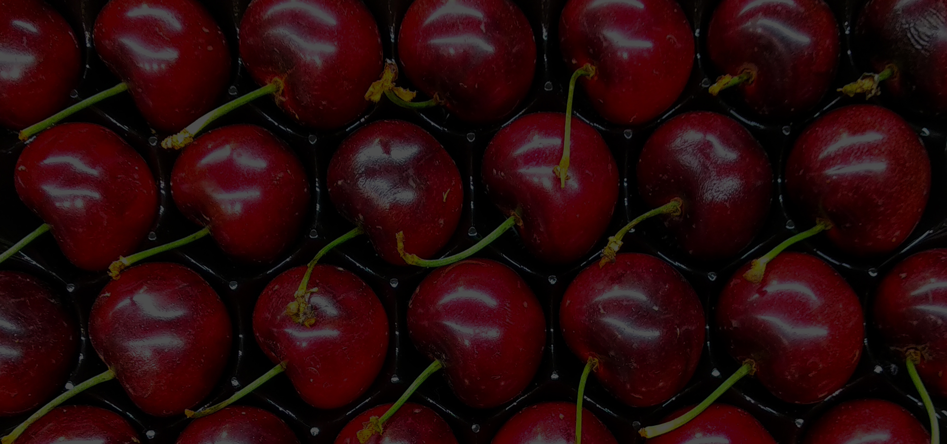 Trešnja - Rasadnici Hadrović